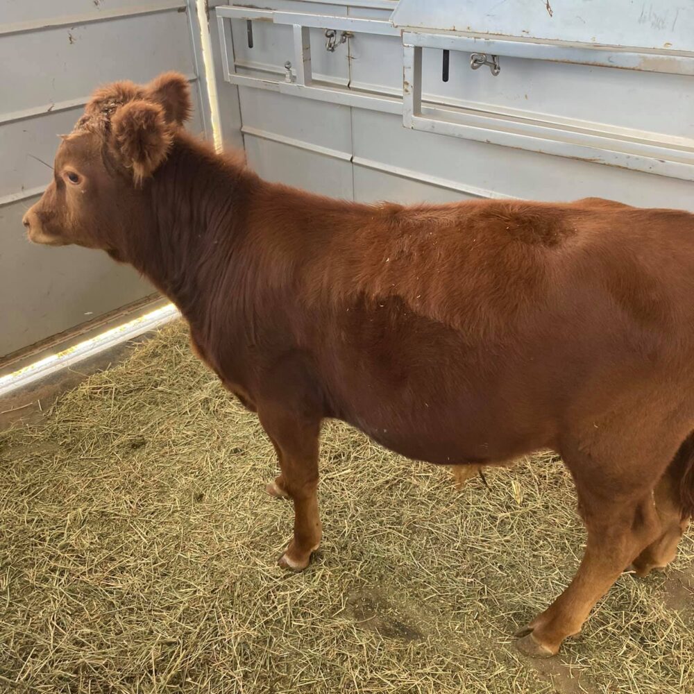 Livestock Listings – White Mountains Livestock Company LLC